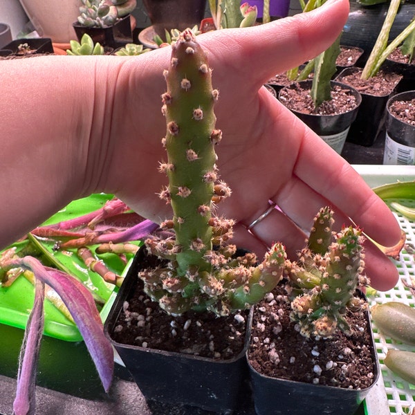 Opuntia Subulata or Austrocylindropuntia Subulata Eves Needle Eves Pin ...