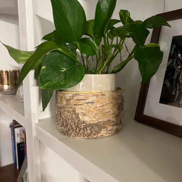 6 Sizes, White Birch Planter, Planter Pot, Cache Pot, Winter Birch ...