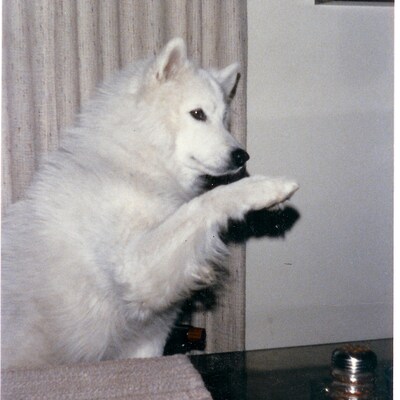 Friskey Handmade Lampwork Beads, Precious Periwinkle Bead Set - Etsy