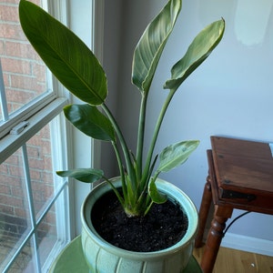 Variegated Tri Color Ginger Tropical Plant Red Green White - Etsy