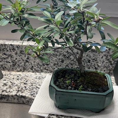 Purple Trumpet Bonsai Tree inner Feeling Collection From Cute Little ...