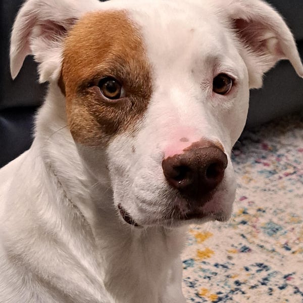 10 Vintage Frame Stickers Large Frames Flat Finish Gold Brown White ...