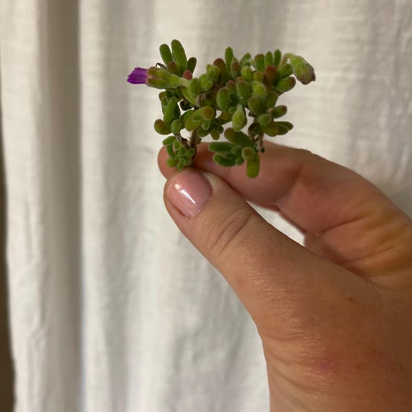 Beautiful Succulent: Dicrocaulon Ramulosum (l.bolus) Ihlenf Purple ...