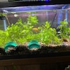 Bottom Dweller Aquarium Cave, Kuhli Loach Dojo Loach Corydoras Catfish ...