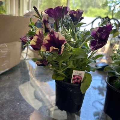 Chamaecyparis Obtusa sunny Swirl hinoki Cypress 4 Growers Pot - Etsy