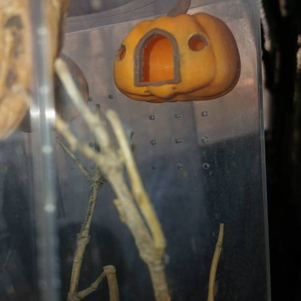 3D Printed Magnetic Acorn Spider Hide- Upgraded Sling Acorn Magnets! - Etsy