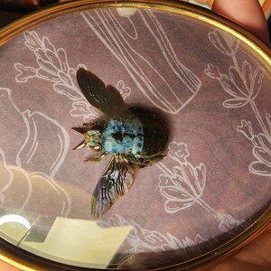 XL Violin Beetle Mormolyce Phyllodes WEIRD BUG - Etsy