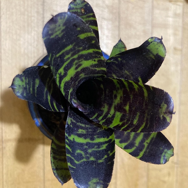 Bromeliad Vriesea Red Chestnut 6" Pot - Etsy