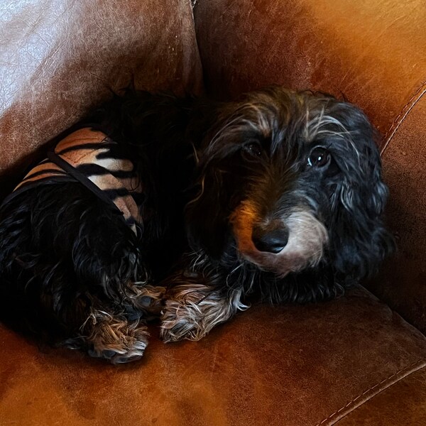 Dog Hygiene Knickers / Dog Season Pants Handmade by Me! MADE TO ORDER ...