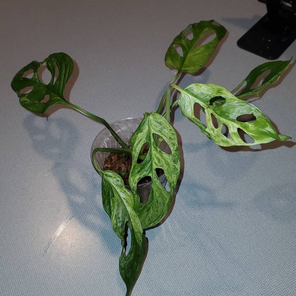 Monstera Adansonii Archipelago Mint, Variegated Tri-color, Rare - Etsy
