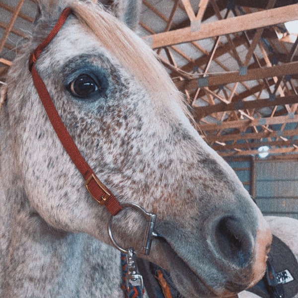 Cavalon Full Cheek Soft Leather Snaffle Bit - Etsy