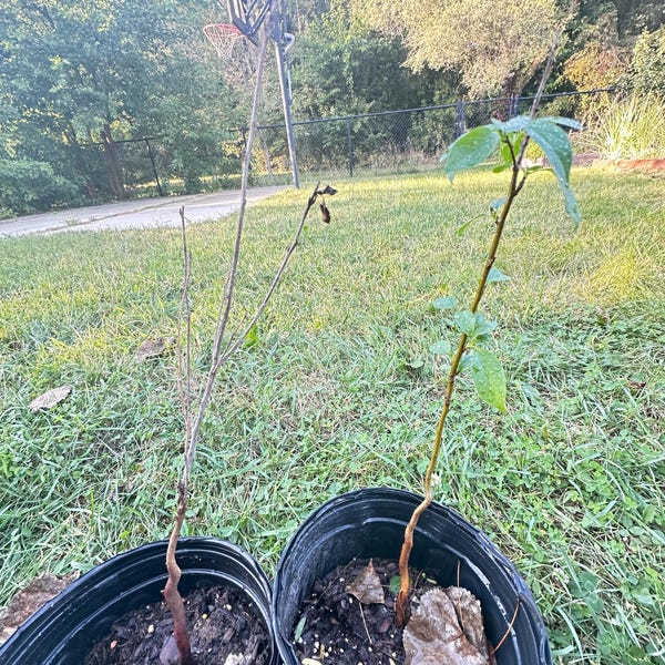 Sycamore Tree Sapling, Sycamore Tree, Sycamore Plant, Live Plant ...
