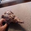 Natural Trumpet Triton Ammonite Decoration Big Seashell Decocsea Shell ...