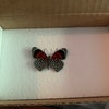 Callicore Kolyma One Real Butterfly Red White Verso Peru - Etsy