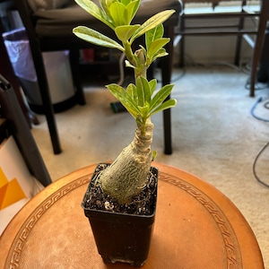 1 Grafted Double "purple Fire" Adenium /desert Rose Plant. 5-7 Inch ...