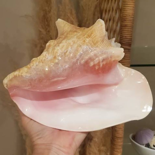 BAHAMA PINK CONCH Shell *all Sizes* Natural Upcycled Sustainable ...