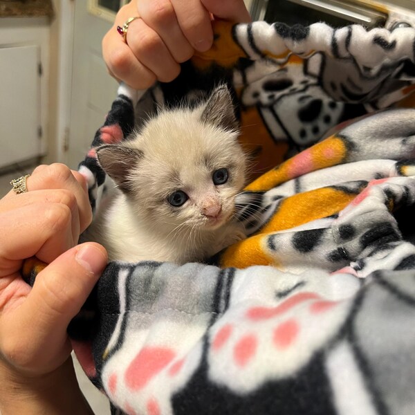 Ratoob, Dark Gray - Etsy