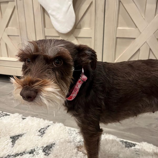 Pink and Orange Checker Dog Collar With Metal Buckle, Gingham, Plaid ...