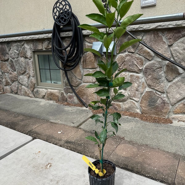 Grafted Kishu Mandarin Tree in Half Gallon Pot, Tangerine. Florida ...