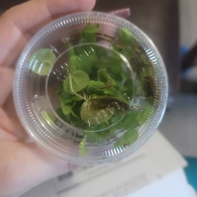 Water Sprite Lace Leaf Medium Pack of 3 Live Aquarium Plants Fast ...