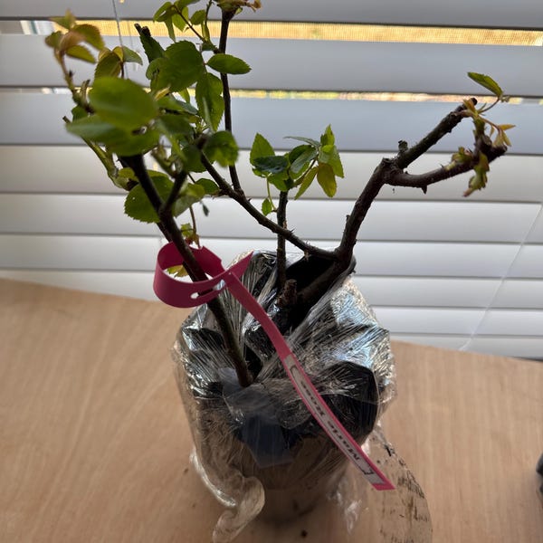 Rose【scheherazade| シェエラザード】-1.5 Gal Ownroot | Rare Rose| Strong ...