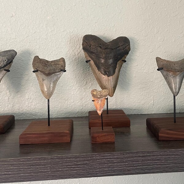 Wall Mount Kit for Megalodon Teeth - Display Stand for Use on Wall to ...