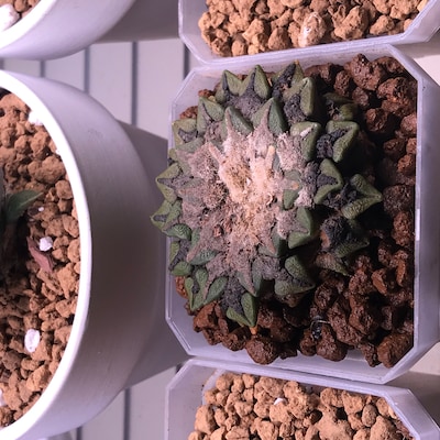 2 aztekium Hintonii - Etsy
