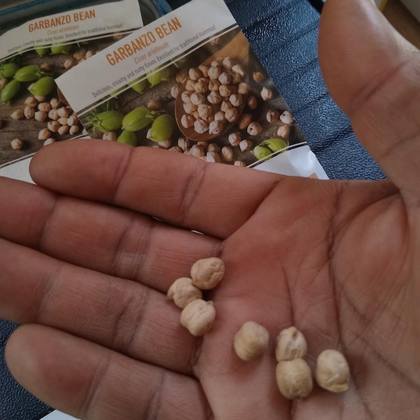 Zinnia, Strawberry Cream Mix Heirloom Seeds - Flower Seeds, Flower Mix ...