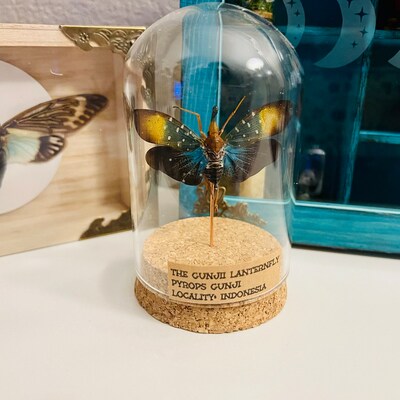 Large Size Real, Dried Insect, Beetle, Bug in a Bell Jar, Cloche, Dome ...