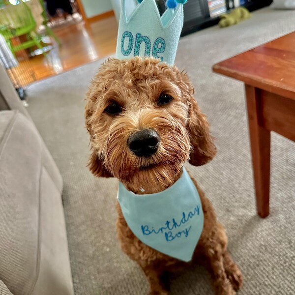 Birthday Boy Dog Bandana Male Custom Embroidered Bandanna Personalized ...