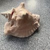 Large Bahama Queen Conch Shell Horn Trumpet (pink) 7"+ - Etsy