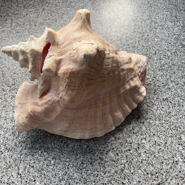 Large Bahama Queen Conch Shell Horn Trumpet (pink) 7"+ - Etsy