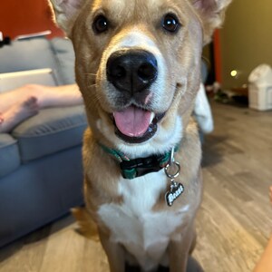 Sparkle Paws Custom Mini Charms Customize Your Own Charm Pet Id Tag Dog Id Tag - Etsy