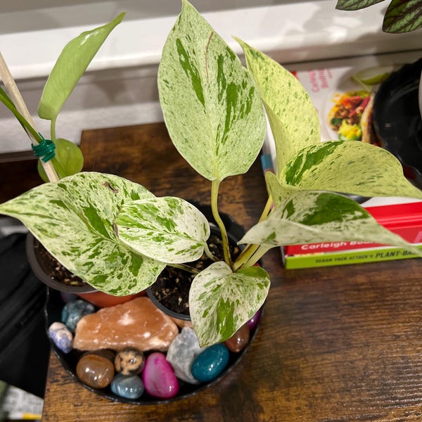 Snow Queen Pothos Single Starter Plant in a 1.5" Pot - Epipremnum ...