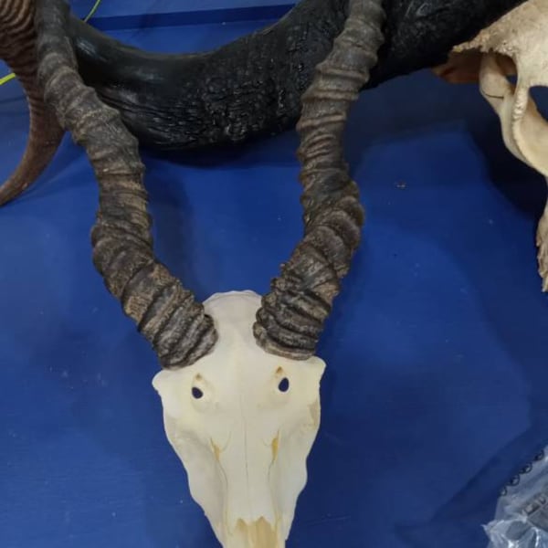 Yak Skull, Large Yak Skull on Walnut Slab, Buffalo Skull - Etsy