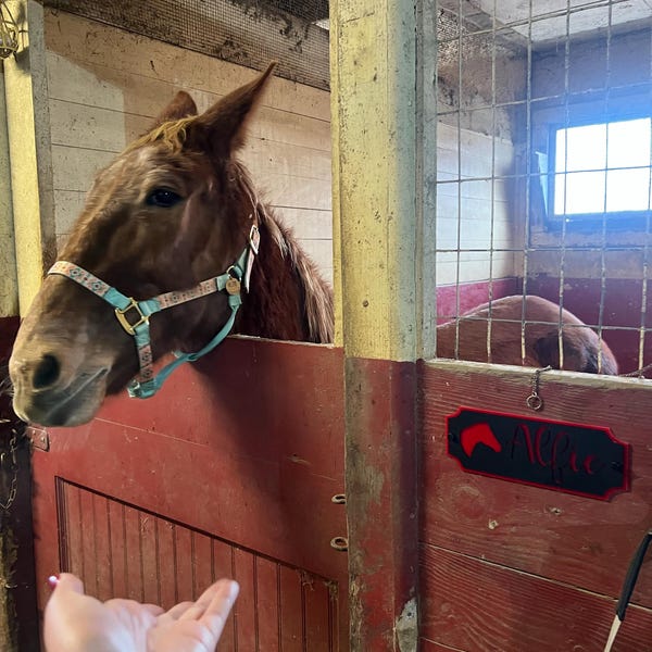 Stable Name Plate / Plaque Cut Out Traditional W/modern Twist Design ...