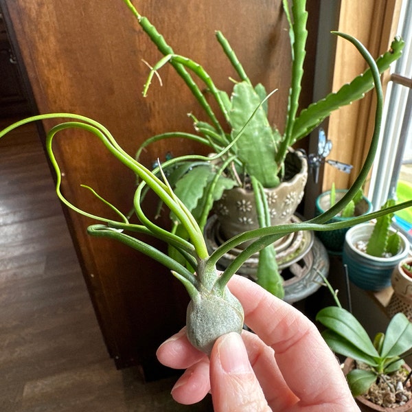 Tillandsia Bulbosa | Alien Air Plant - Etsy