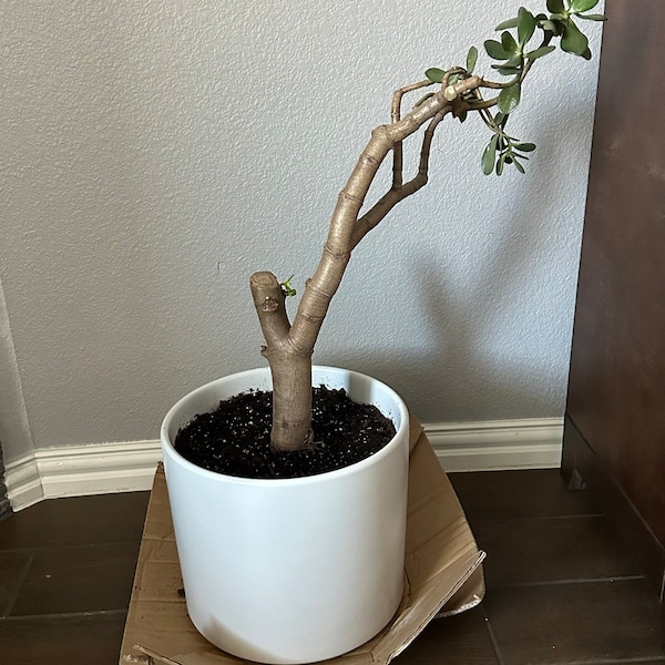 Large Gollum Jade Tree - Crassula Ovata Gollum - Shipped Bare Root Live ...