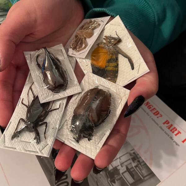REAL Assorted Bugs and Beetles! Cool Insect Species From Around the ...