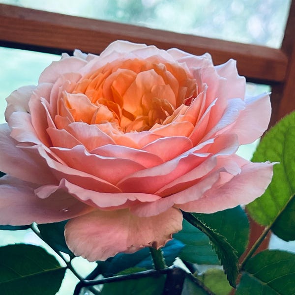 Princess Tenko 天宫公主 プリンセステンコー Strong Fruity Fragrant Blooms in Flushes ...