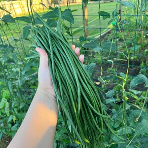 Tromboncino Rampicante Huge Italian Heirloom Zucchini Squash | Etsy