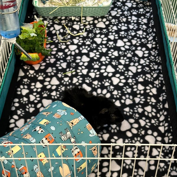 12x12 Potty Pads | Set of 3 "surprise Pack" | Guinea Pig Pee Pads ...