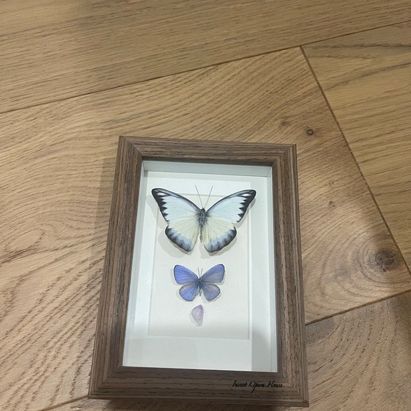 Butterfly Specimens, Preserved Butterfly Decoration, Butterfly in ...