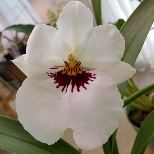 Rlc. Sung Ya Green 'mailman' 2.5 Pot - Etsy