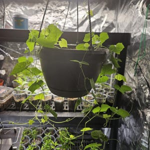 HEAVEN BLUE MILKWEED Tweedia Seeds Rare Blue Milkweed / Blue Milkweed ...