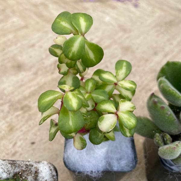 Rare Variegated Pink Elephant Bush, Portulacaria Afra Variegata Live ...