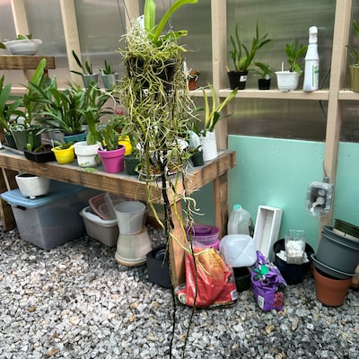 Live Orchid Vanda Flower Plant From Hawaii Exotic Blue/purple/pink/red ...