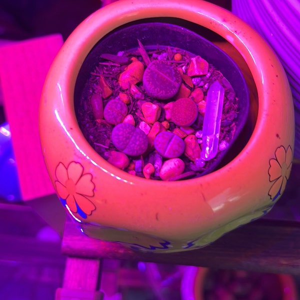 Rare Living Stone Succulents lithops - Etsy