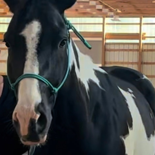 18ft Driving Line Black Horse Rope Lunge Line Gift for Horse Owner ...