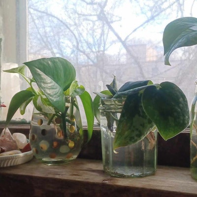 Philodendron Silver Sword Cutting - Etsy